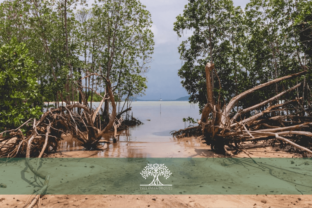 Gifting – Yalla Mangroves